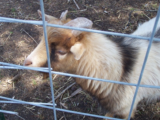 Disbudding Goats - Goat Journal